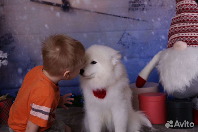 Щенок самоеда