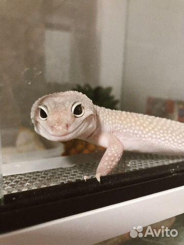 Геккон эублефар самец