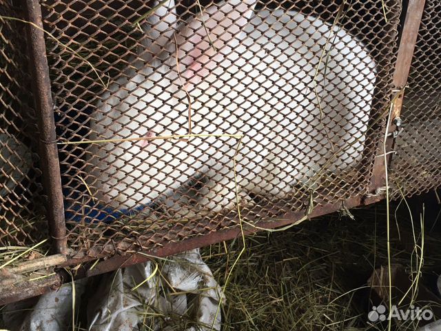 Кролики мясных пород