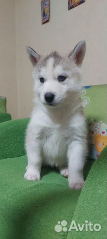 Продаю щенка