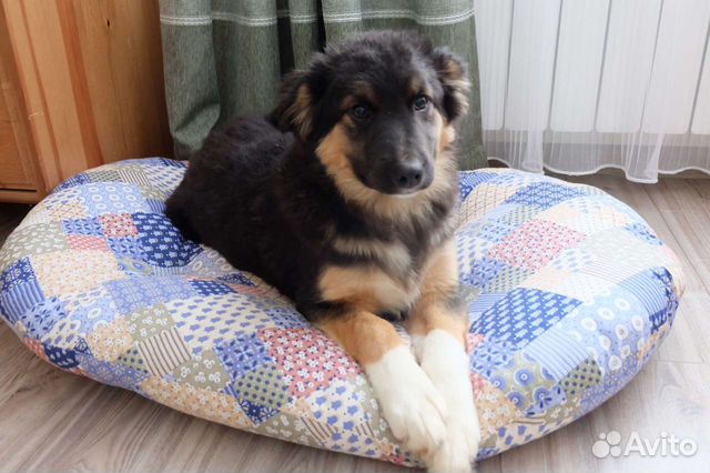 Габи в добрые руки