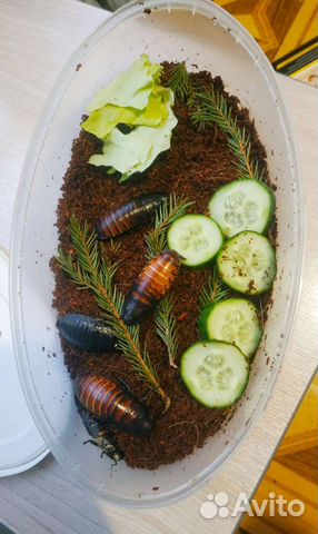 Мадагаскарские тараканы шипящие