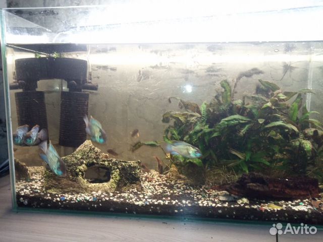 Продам или обменяю Наннакара неоновая