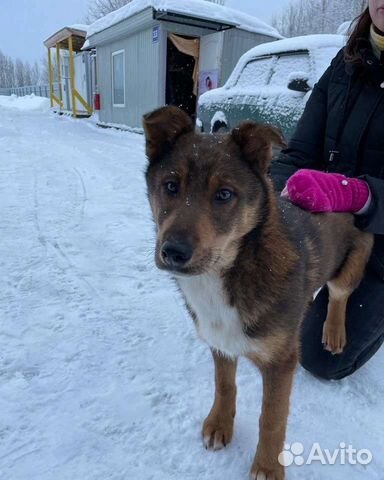 Щеночек в добрые руки