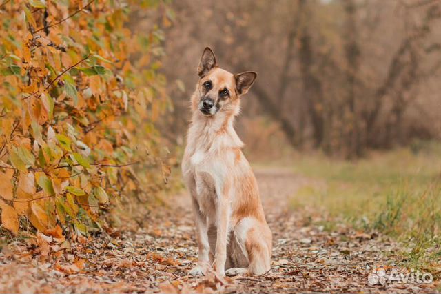 Ласковая собака Алиса ищет дом и любящую семью