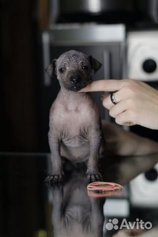 Щенок ксолоитцкуинтли (миниатюрный размер)