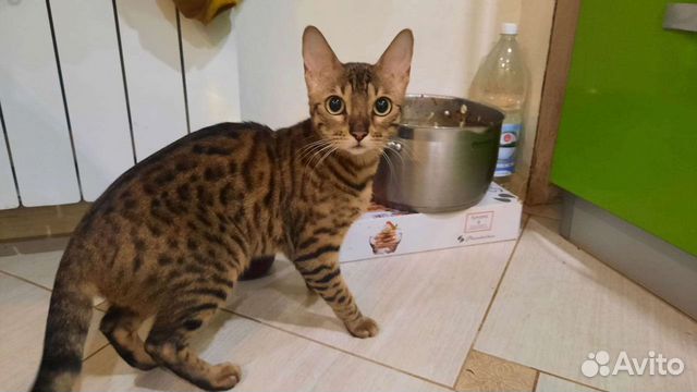 Бенгальская в добрые руки