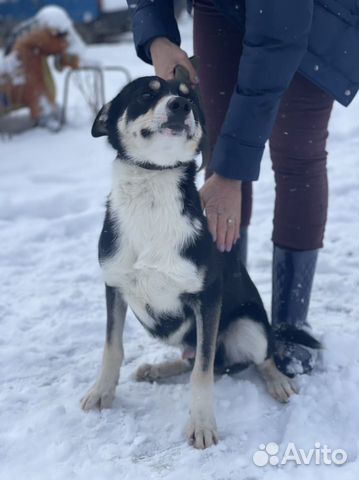 Щенок Чарли ждет свою семью в приюте