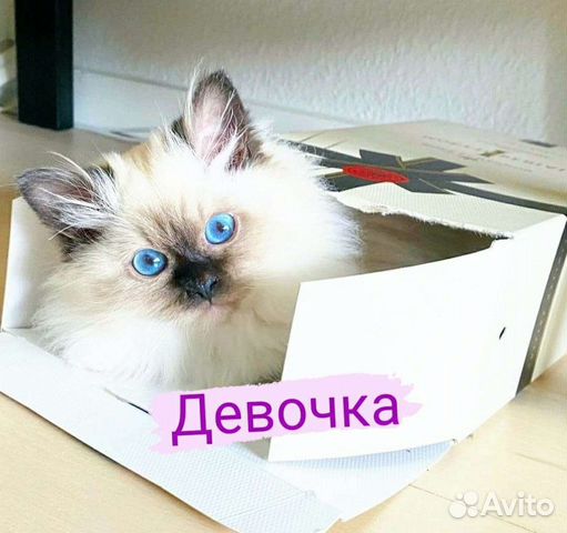 Милейшая Девочка Рэгдолл