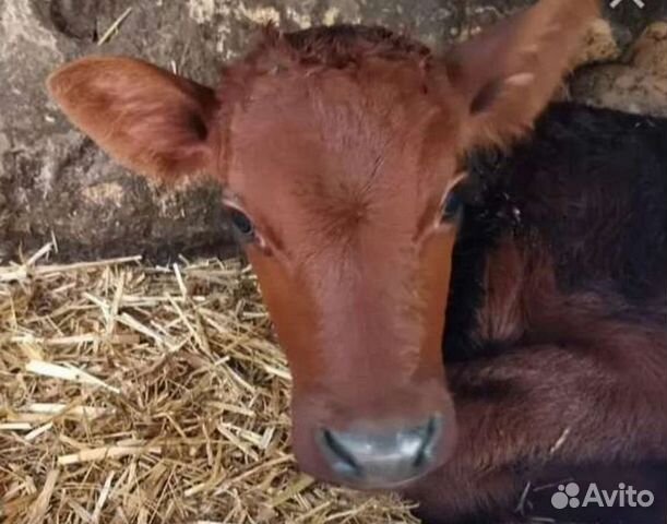 Тёлочка недельная от молочной и мясной коровы