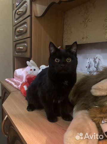 Отдам кота в хорошие руки