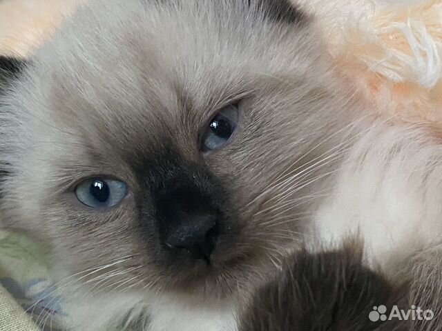 Сиамские котята