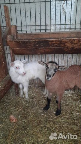 Ягнята Катумской породы