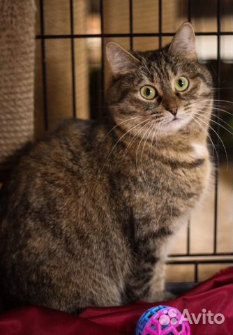 Кошка Меллиса в поисках мамы и папы