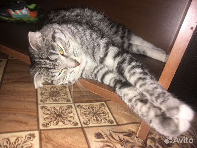 Вязка кошечки