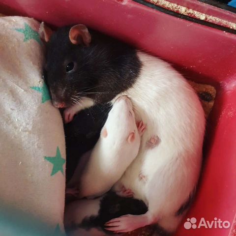 Крысята дамбо