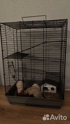 Крысы с клеткой бесплатно