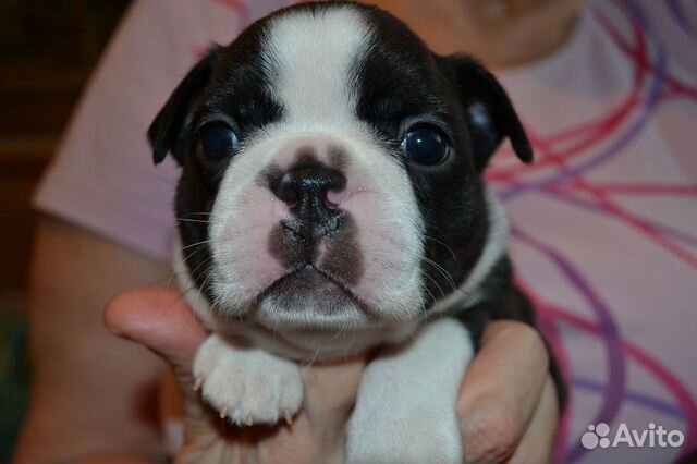 Очаровательные бостончики