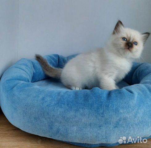 Священная бирма синеглазый котик