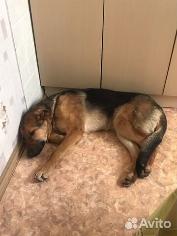 Метис овчарки и дворняжки