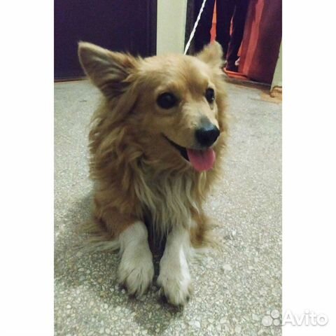 Собака маленькая кобель 4 года