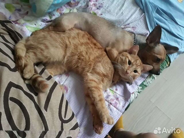 Потерялся кот