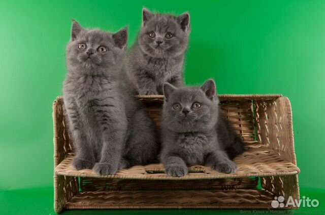Породистые котята с документами