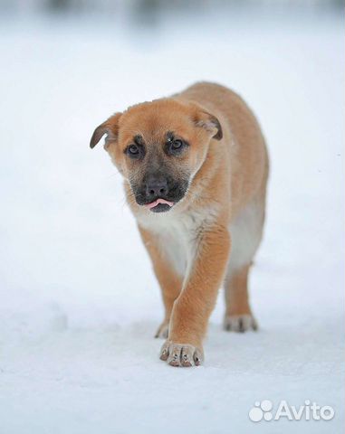 Честер (мальчик. 4 месяца) ждет свою семью