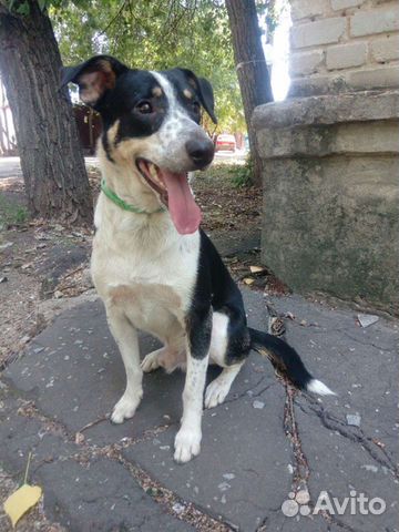 Щенок подросток Бим