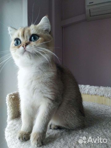 Британский мальчик
