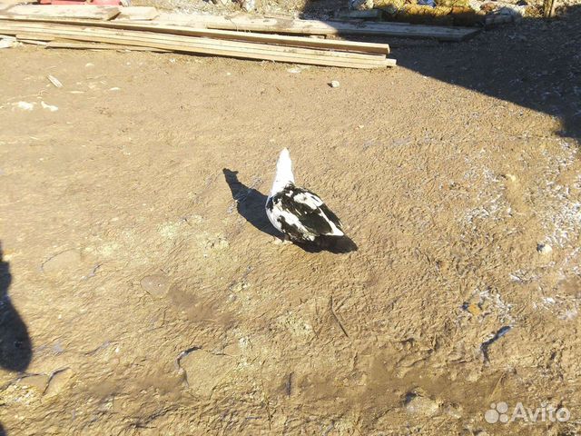 Домашние животные