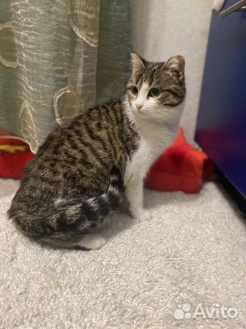 Кошка подобранная с улицы