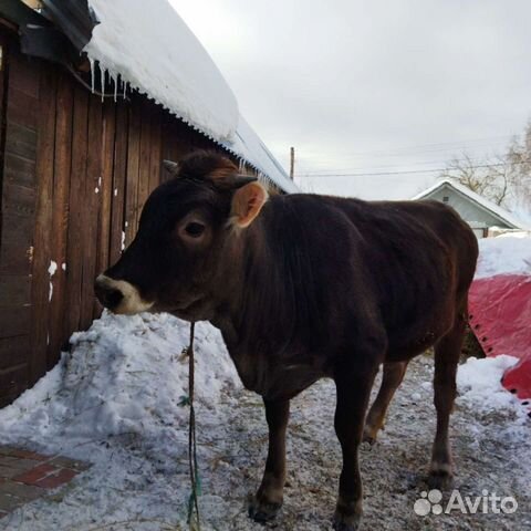 Бычки и быки телки