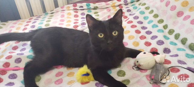 Кошки в добрые руки бесплатно