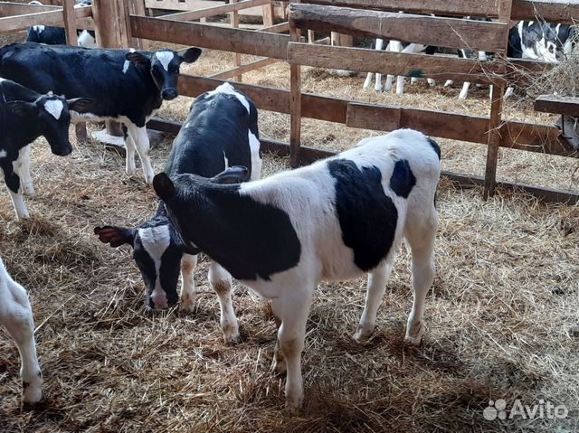 Бычки и телята