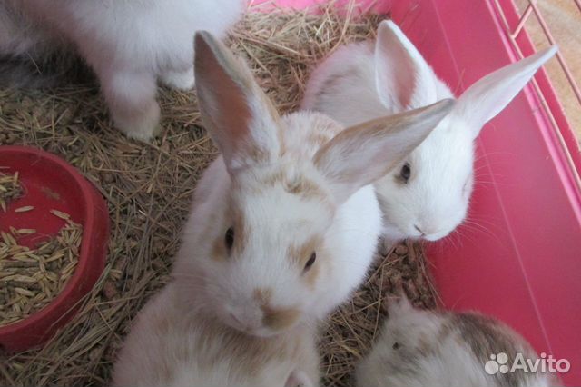 Декоративные крольчата