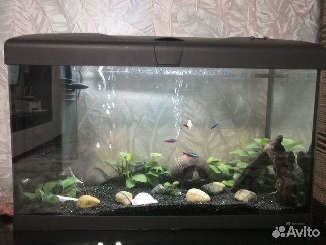 Аквариум 60 л со всем что внутри
