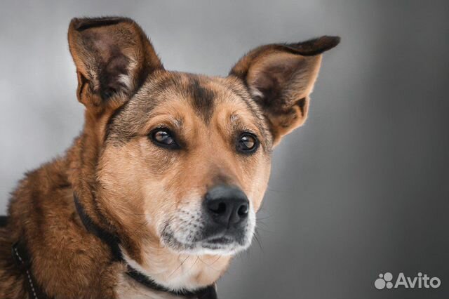 Нагушка лысик