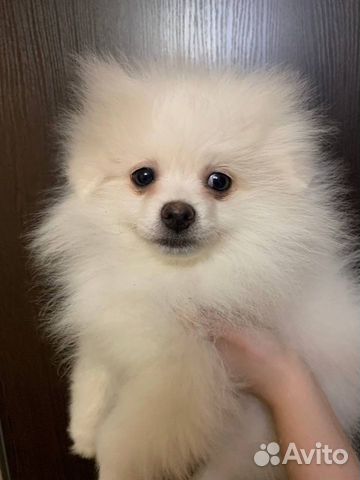 Померанский шпиц (немецкий)