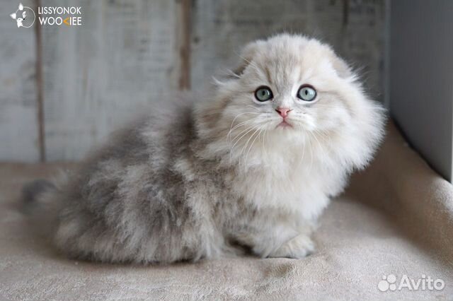 Голубые золотые котики