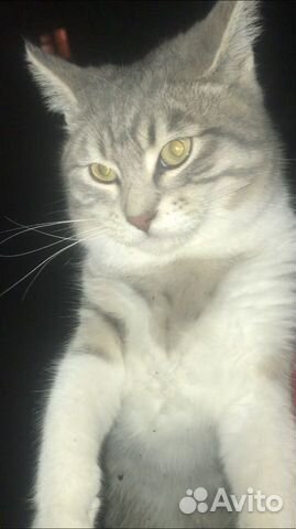 Кот в добрые руки