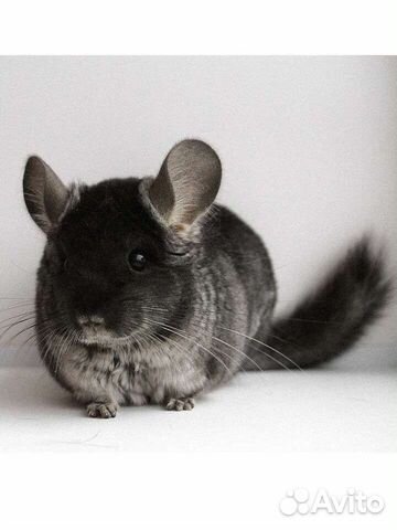 Отдам бесплатно шиншилку