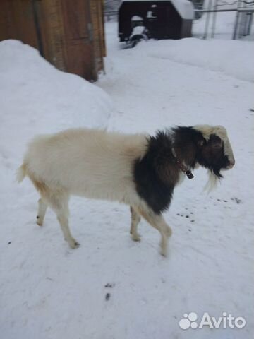 Козлик ламанча