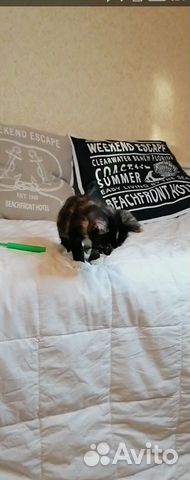 Котенок необыкновенный