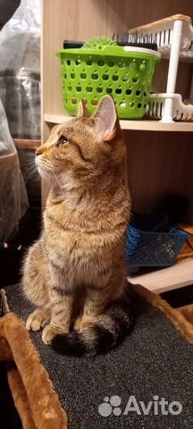 Британская кошка