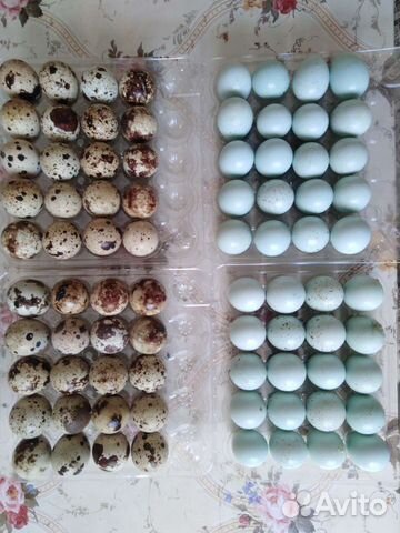 Инкубационное яйцо перепелов