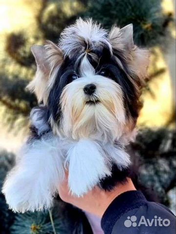 Бивер мини мальчик