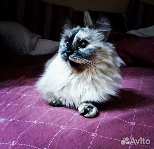 Кошечка хочет вязки, ищем кота в ближайшее время