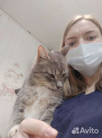 Котенок, котик, кот в добрые руки