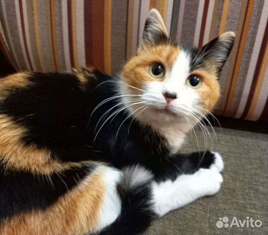 Кошечка Люся